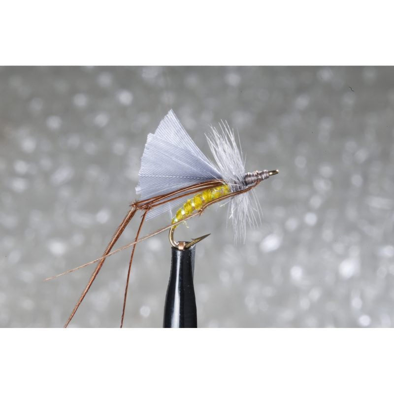 Crane Fly - Hurleys Fly Fishing